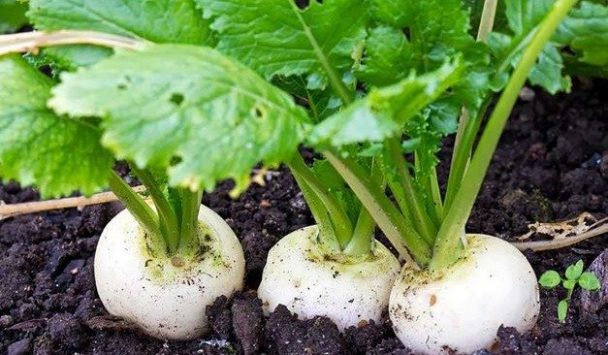 Nabo é aliado da perda de peso, tosse e diabetes: Veja 10 benefícios do ...