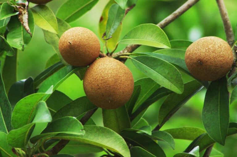 Sapota: Para que serve, como usar, valor nutricional, benefícios e ...