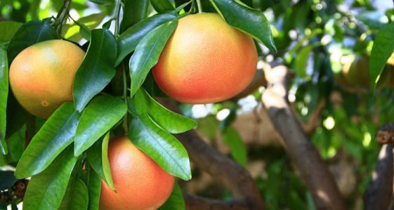 18 Benefícios da Toranja – Para que Serve e Características | Dicas de ...