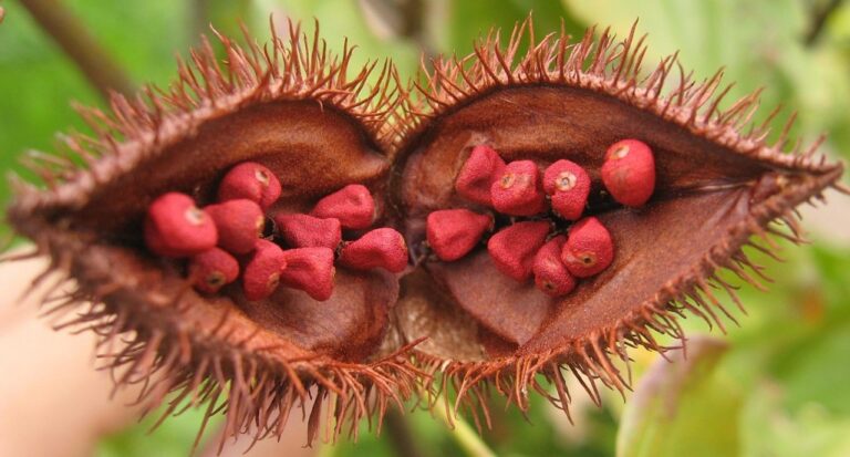 Urucum - Benefícios, Usos e Efeitos Colaterais! 【ATUALIZADO】
