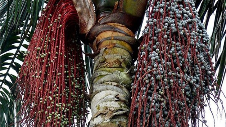 Bacaba previne o envelhecimento precoce, controle do colesterol: veja ...