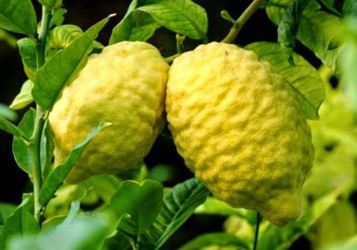 5 benefícios da cidra para saúde!| Dicas de Saúde