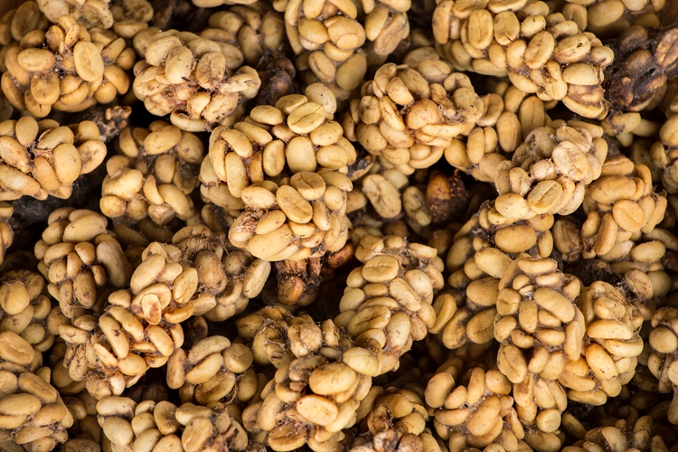 7 benefícios do café de sumatra para a saúde | Dicas de Saúde