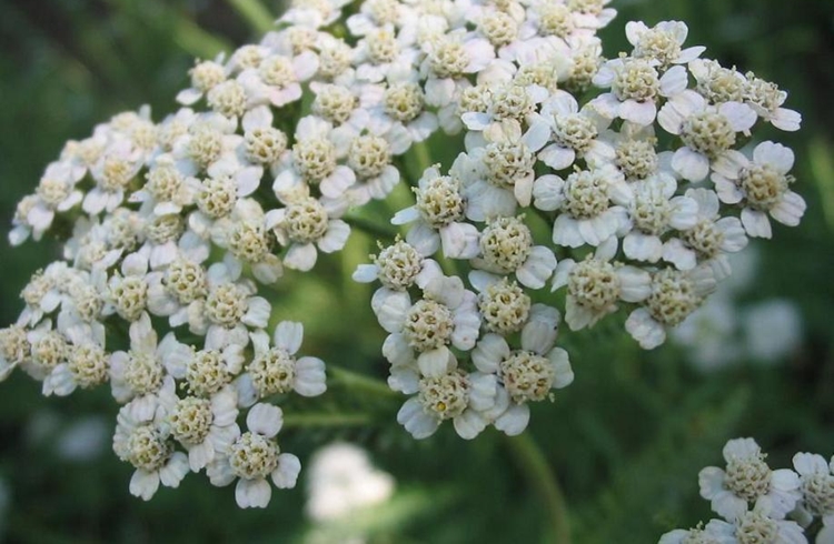 7 benefícios do milefólio para saúde | Dicas de Saúde