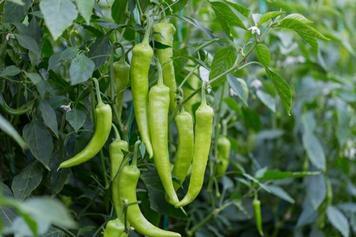 5 benefícios da pimenta chili verde para saúde! | Dicas de Saúde