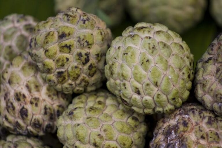 Pinha auxilia na perda de peso, fortalece a imunidade: veja os seus ...