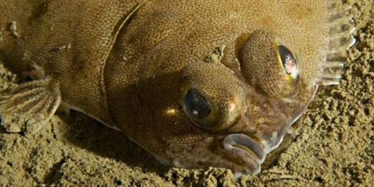 As 4 Razões Para Evitar o Peixe Solha | Dicas de Saúde