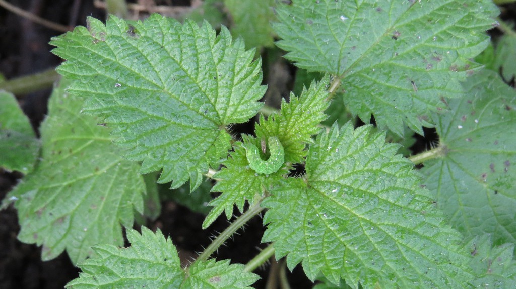 Os 5 Benefícios da Urtiga Para Saúde | Dicas de Saúde