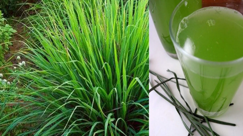 Chá de capim santo - Para que serve, benefícios, como usar e efeitos!