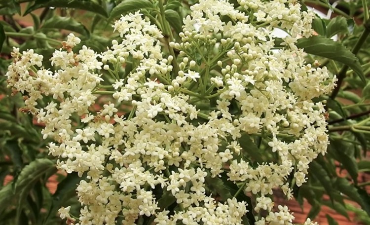 Como Fazer Chá de Sabugueiro - Para que Serve, Benefícios e Dicas ...