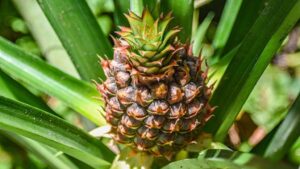 Tipos de abacaxi: 23 variedades, características, informações e muito mais