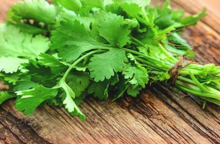 Tipos de coentro: 7 variedades, características e informações | Dicas ...
