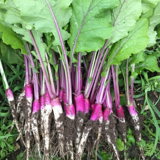 18 tipos de nabo: características, usos, informações e muito mais