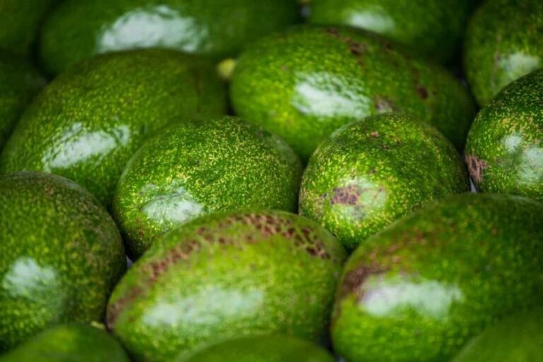 Tipos de abacate: 17 variedades e suas características | Dicas de Saúde