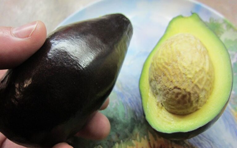Tipos de abacate: 17 variedades e suas características | Dicas de Saúde