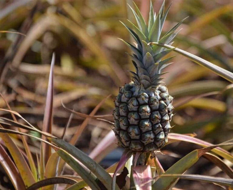 Tipos de abacaxi: 23 variedades, características, informações e muito mais