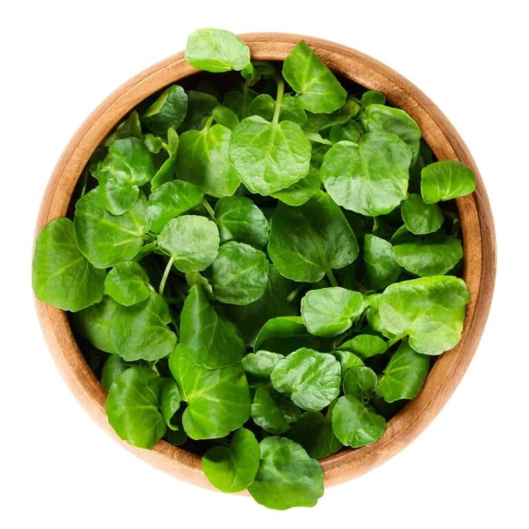 18 tipos de alface: valor nutricional, características e informações ...