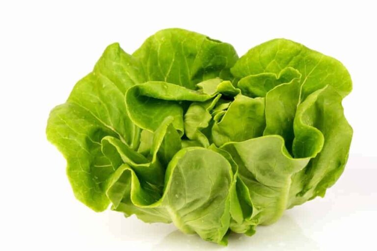 18 tipos de alface: valor nutricional, características e informações ...