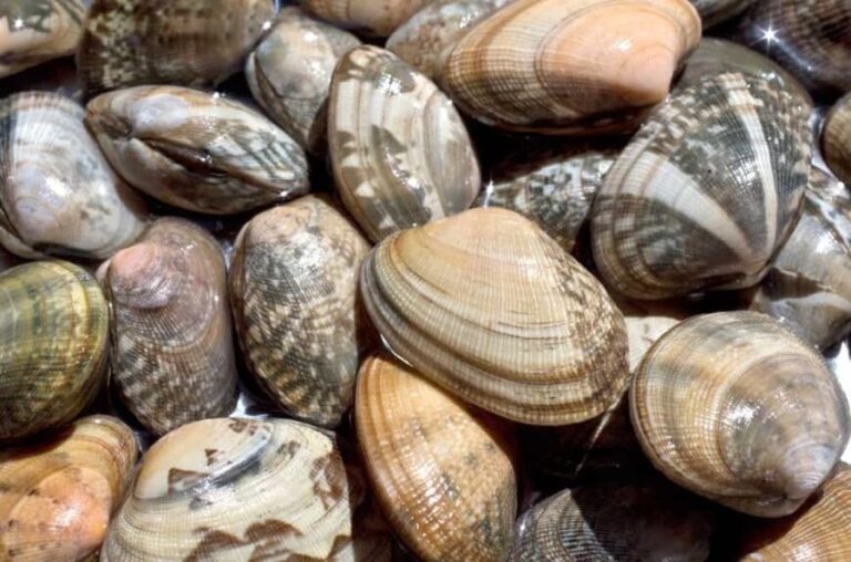 14 tipos de amêijoas: o que é, características, informações e muito ...