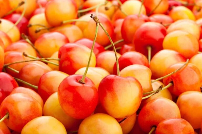 20 tipos de cereja: variedades, características, informações da fruta