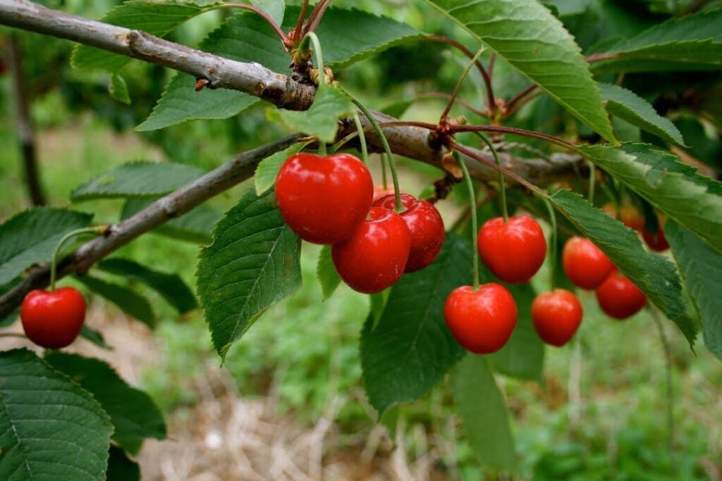 20 tipos de cereja: variedades, características, informações da fruta