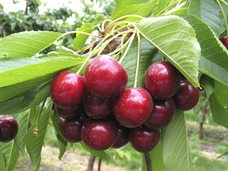 20 tipos de cereja: variedades, características, informações da fruta