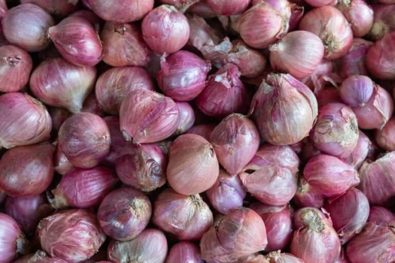 6 tipos de chalota: o que é, características, usos e informações