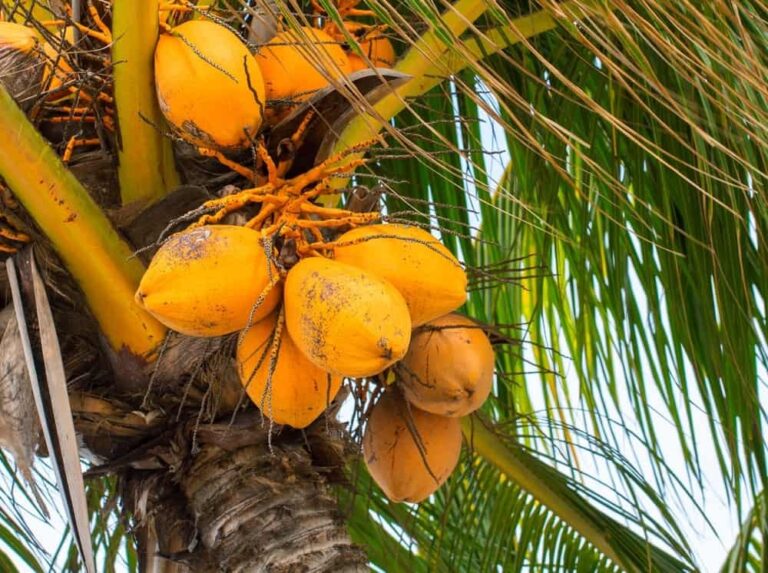 Tipos de coco: 13 variedades, características, informações e muito mais ...