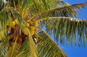 Tipos de coco: 13 variedades, características, informações e muito mais ...