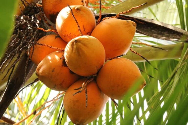 Tipos de coco: 13 variedades, características, informações e muito mais ...
