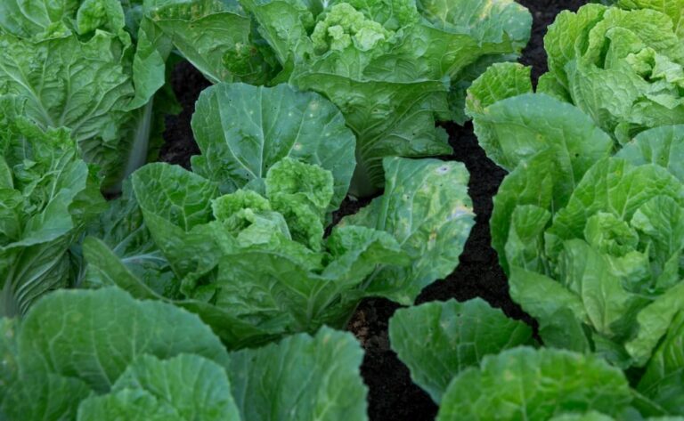 10 tipos de couve: veja os seus benefícios e como usar (com dicas)