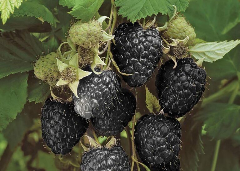 20 tipos de framboesa: variedades, características e informações ...