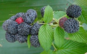 20 tipos de framboesa: variedades, características e informações ...