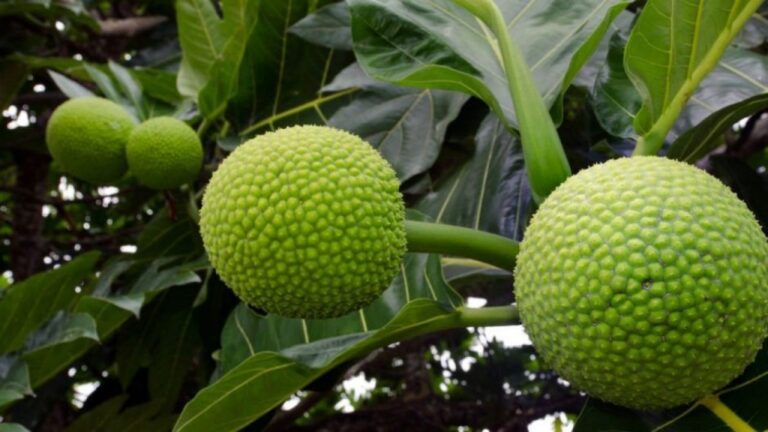 9 tipos de jaca: características, usos, informações e muito mais ...