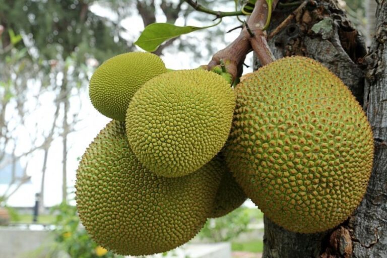 9 tipos de jaca: características, usos, informações e muito mais ...