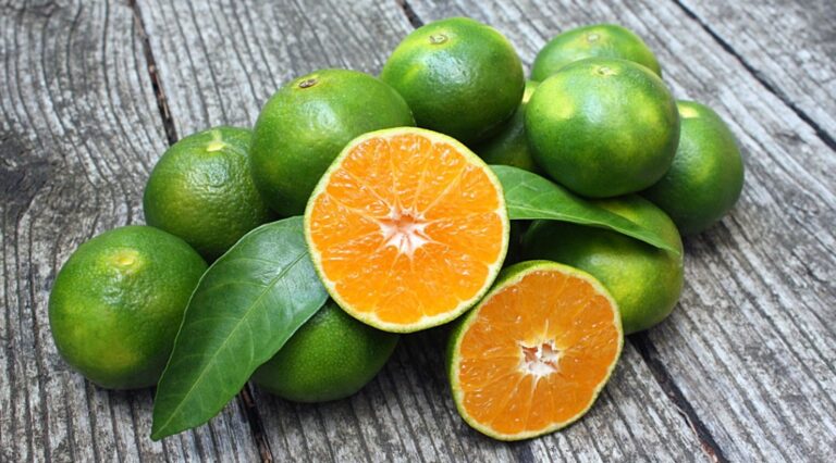 16 tipos de laranja mais comuns no brasil e mundo