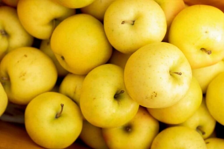 Tipos de maçã: 16 variedades e suas características | Dicas de Saúde