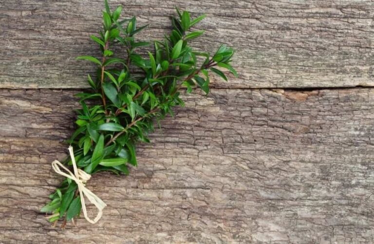 27 tipos de ervas: valor nutricional, características, usos e ...