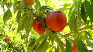 Tipos de nectarina: 50 variedades, características, informações e muito ...