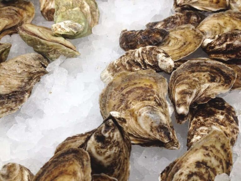 10 tipos de ostras: Variedades e suas características | Dicas de Saúde