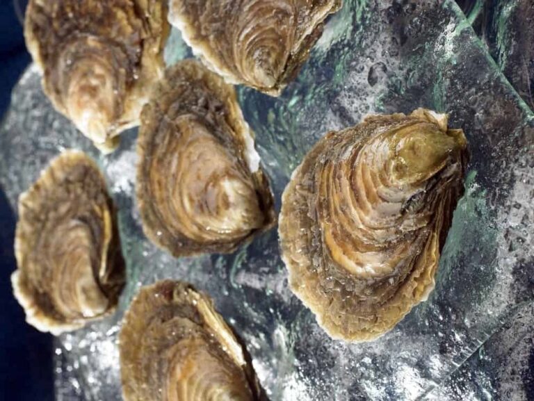 10 tipos de ostras: Variedades e suas características | Dicas de Saúde