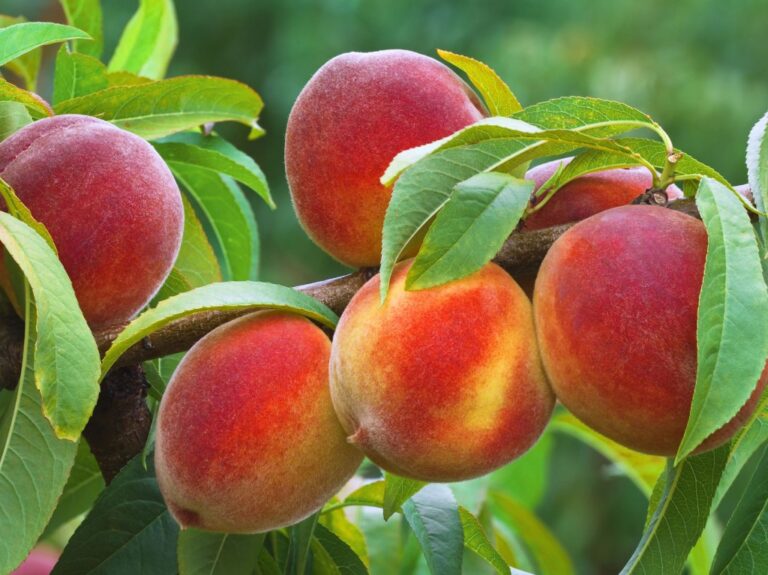 34 tipos de pêssego: variedades, benefícios e propriedades