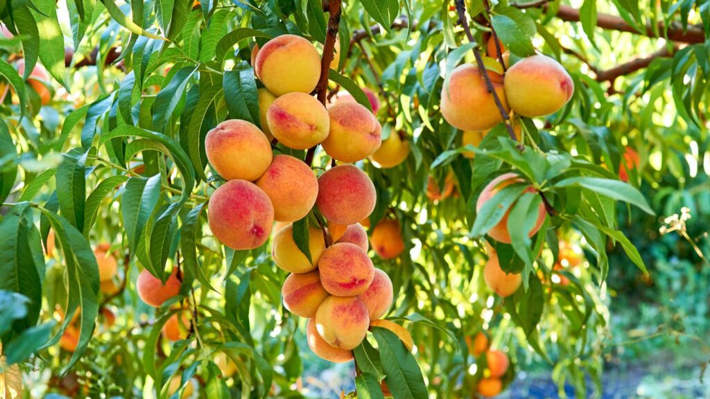 34 tipos de pêssego: variedades, benefícios e propriedades