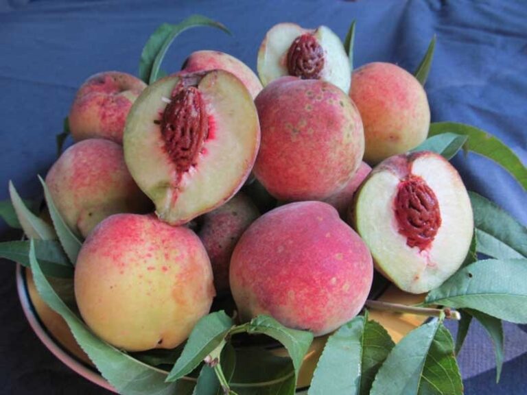 34 tipos de pêssego: variedades, benefícios e propriedades