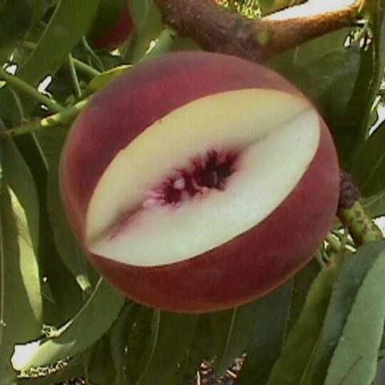 34 tipos de pêssego: variedades, benefícios e propriedades