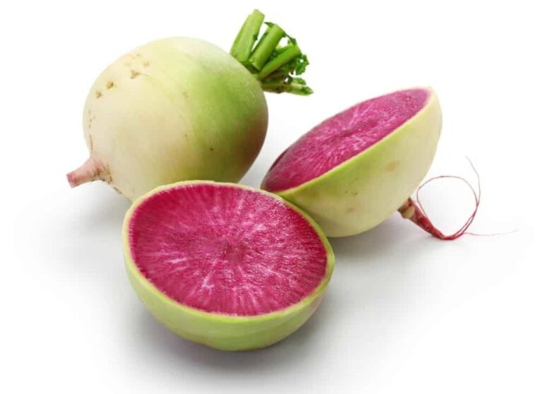 34 Tipos de Rabanete: Características, Informações e muito mais