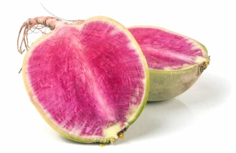 34 Tipos de Rabanete: Características, Informações e muito mais