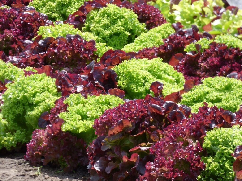 18 tipos de alface: valor nutricional, características e informações ...