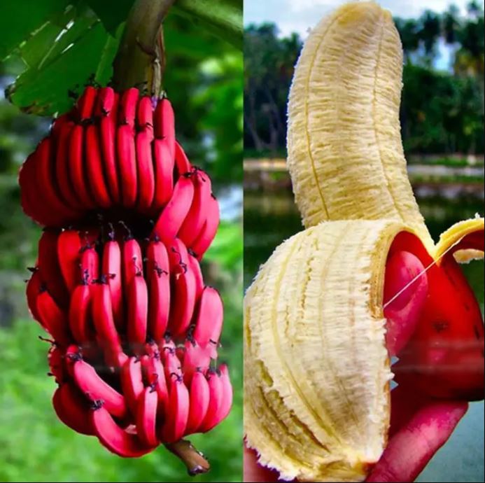 Banana vermelha: Para que serve, como usar, benefícios, malefícios e ...