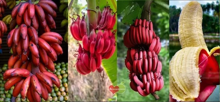Banana vermelha: Para que serve, como usar, benefícios, malefícios e ...